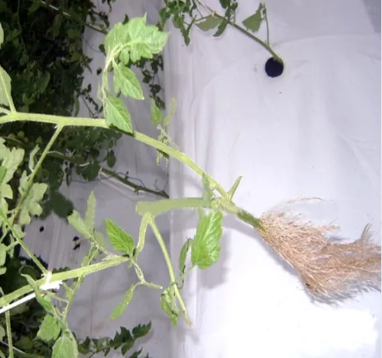 Greenhouse Hydroponics System for Vegetable Greenhouse Hydroponics System for Vegetable