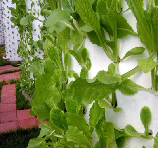 Greenhouse Hydroponics System for Vegetable Greenhouse Hydroponics System for Vegetable